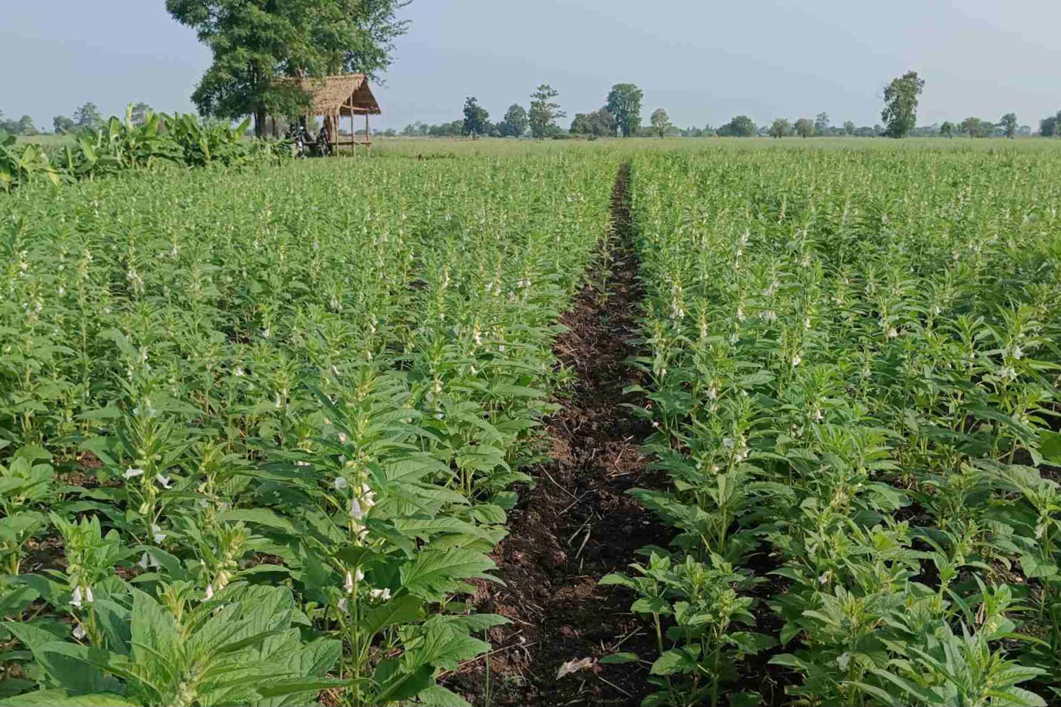 မင်းဘူး စကု မြို့နယ်၌ ယခုနှစ်စိုက်ပျိုးရာသီ မိုးဆီထွက်သီးနှံ ဧကပေါင်း
